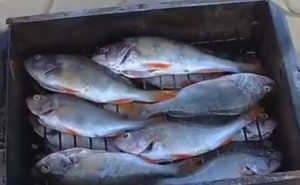 Delicious Hot Smoked Fish